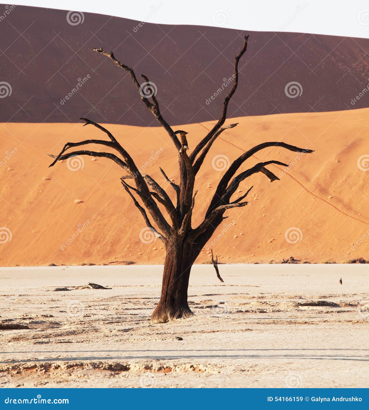 Dead valley stock image. Image of death, sossusvlei, cemetery - 54166159