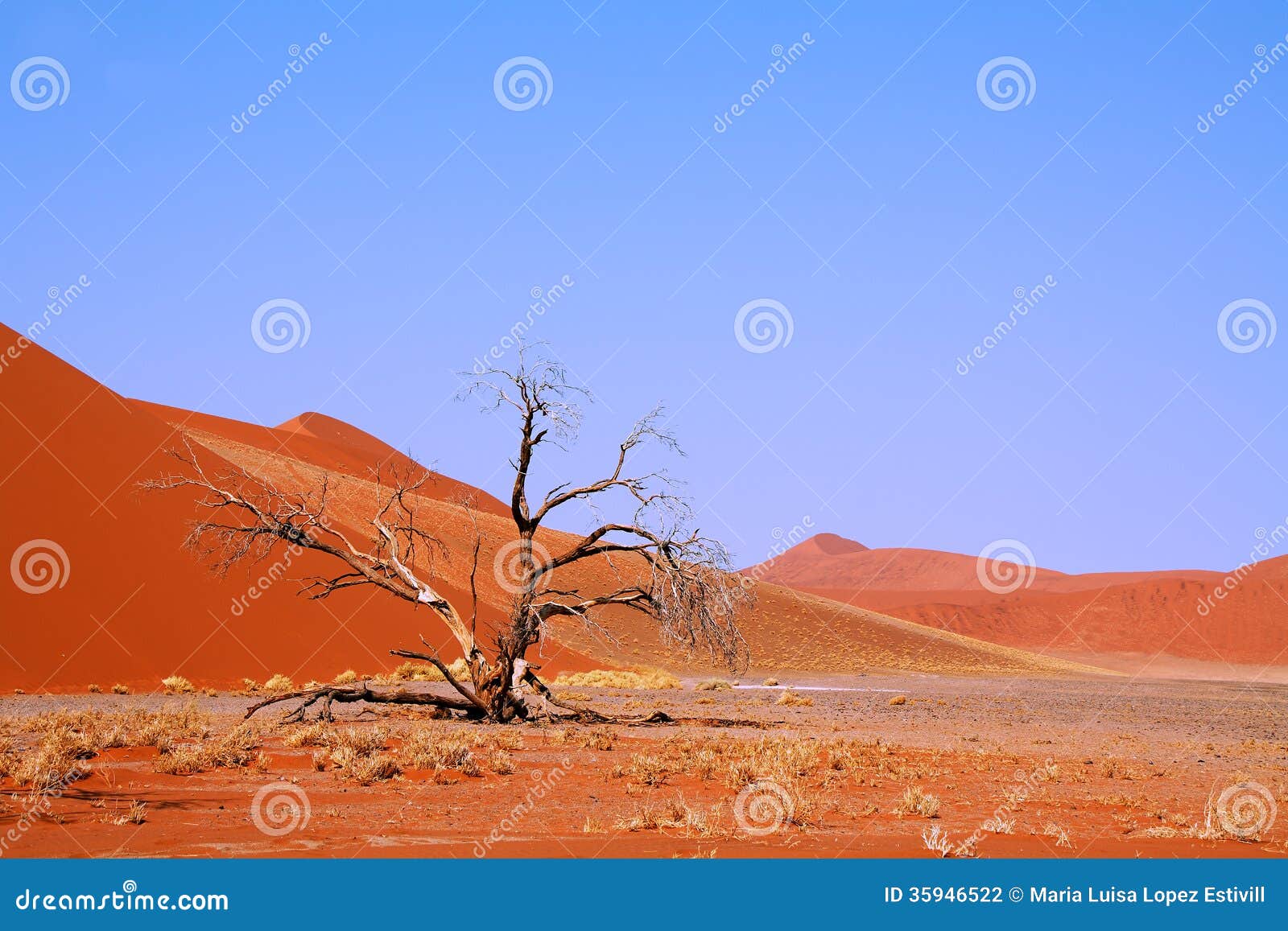 Dead valley in Namibia stock photo. Image of remains - 35946522