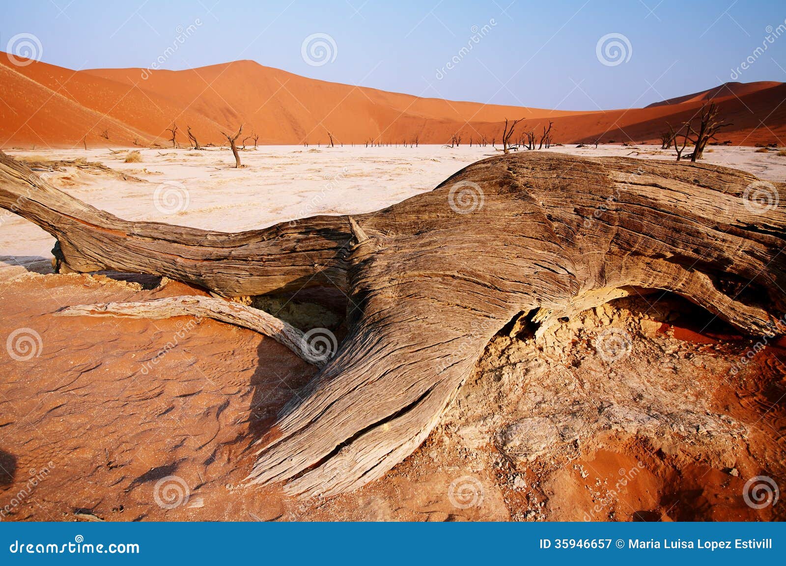 Dead valley in Namibia stock image. Image of deadwood - 35946657