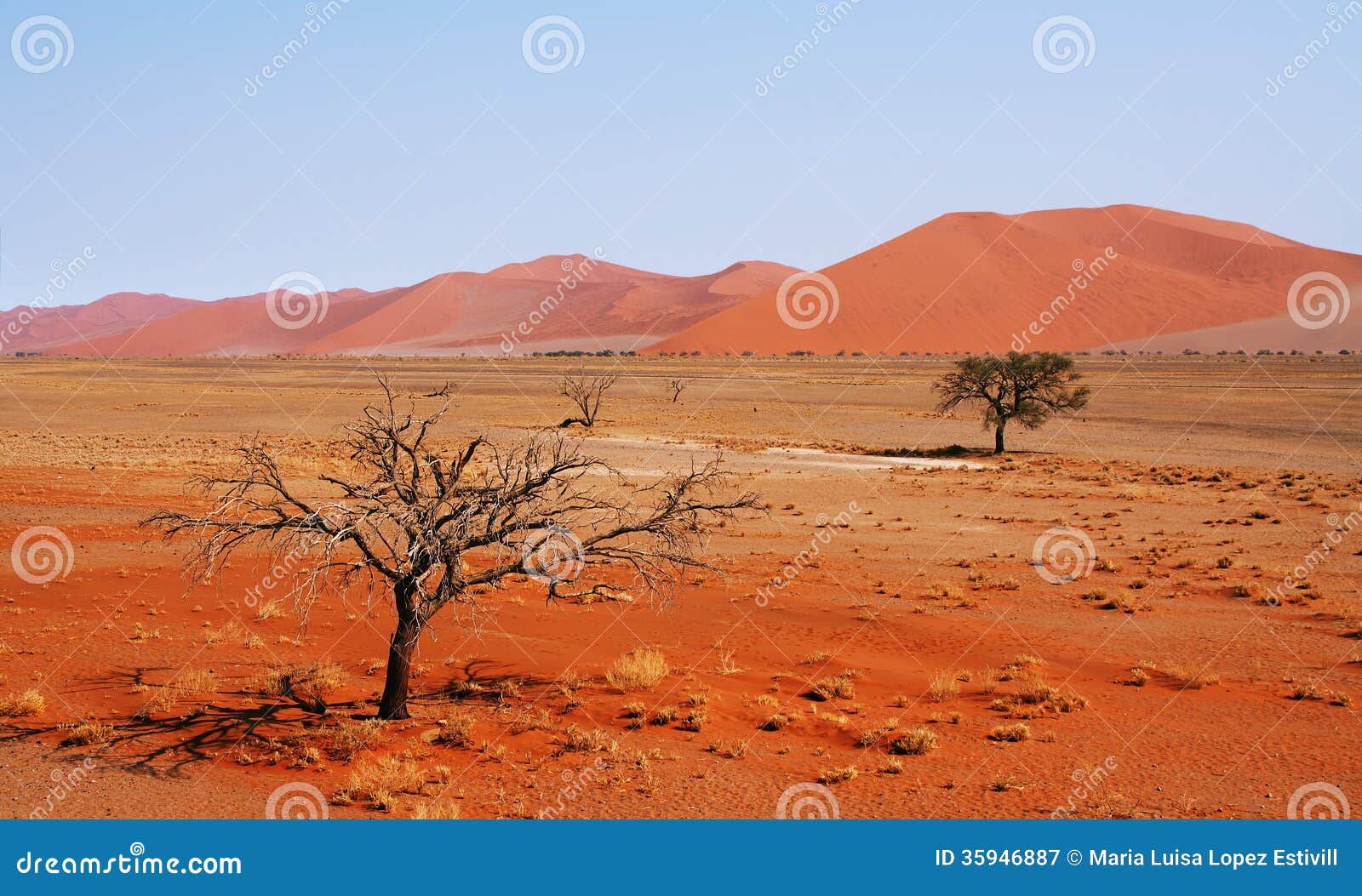 Dead valley in Namibia stock image. Image of global, deadwood - 35946887