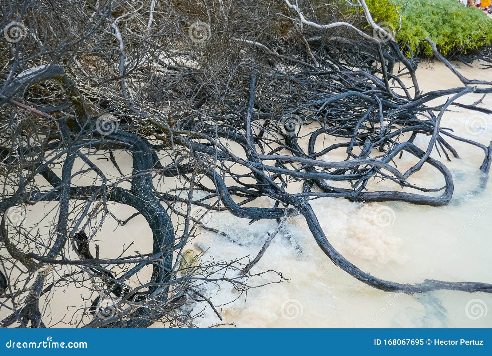 Dead Vegetation on the Beach Stock Image - Image of vacations, tropical ...