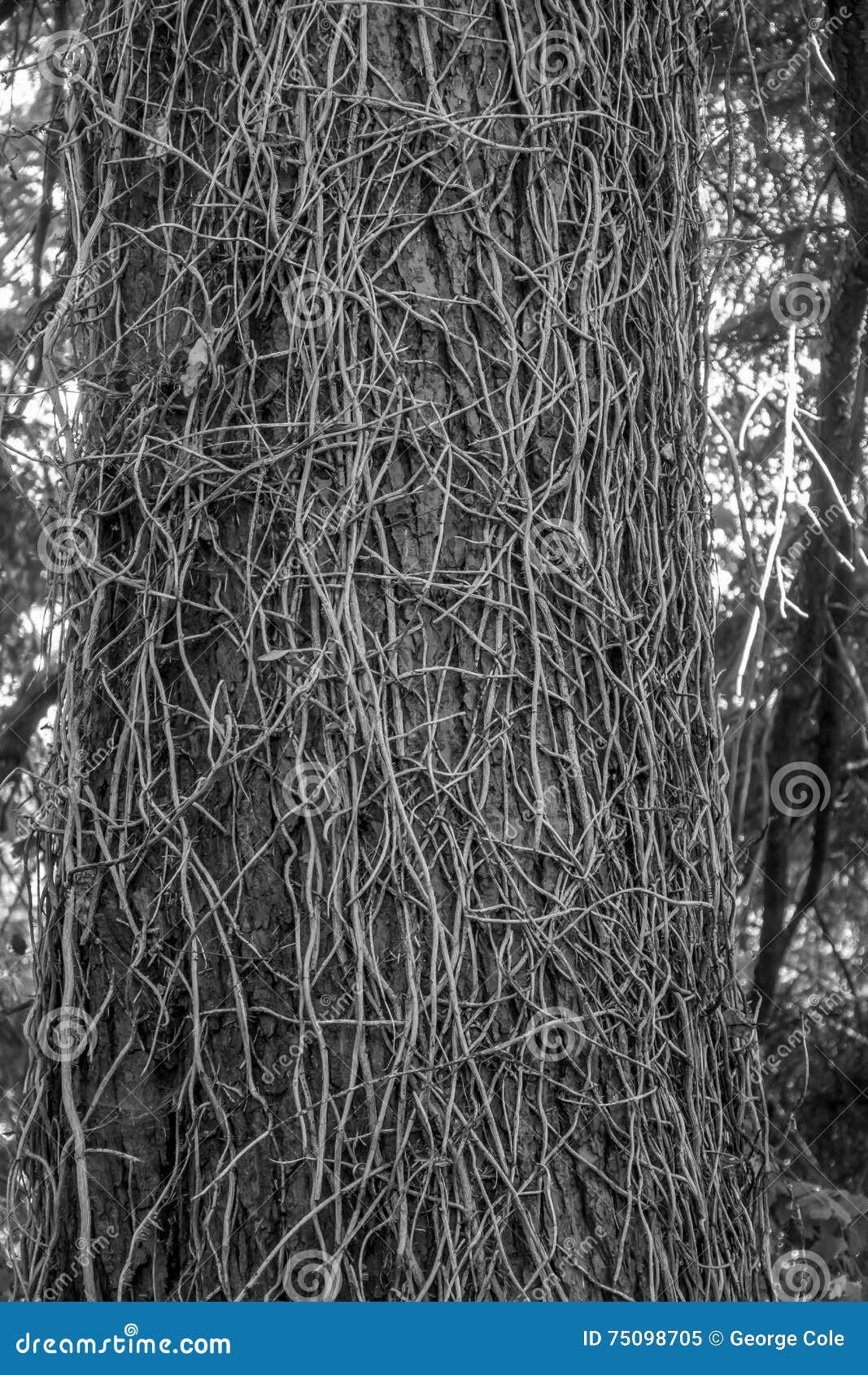 Dead Vines 2 stock image. Image of tree, pacific, white - 75098705