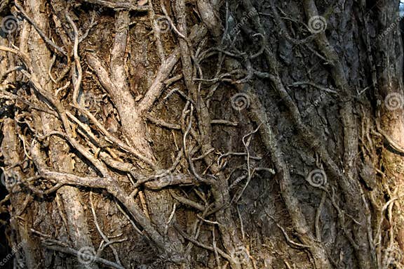 Dead vines on a tree stock photo. Image of creeping - 200570146
