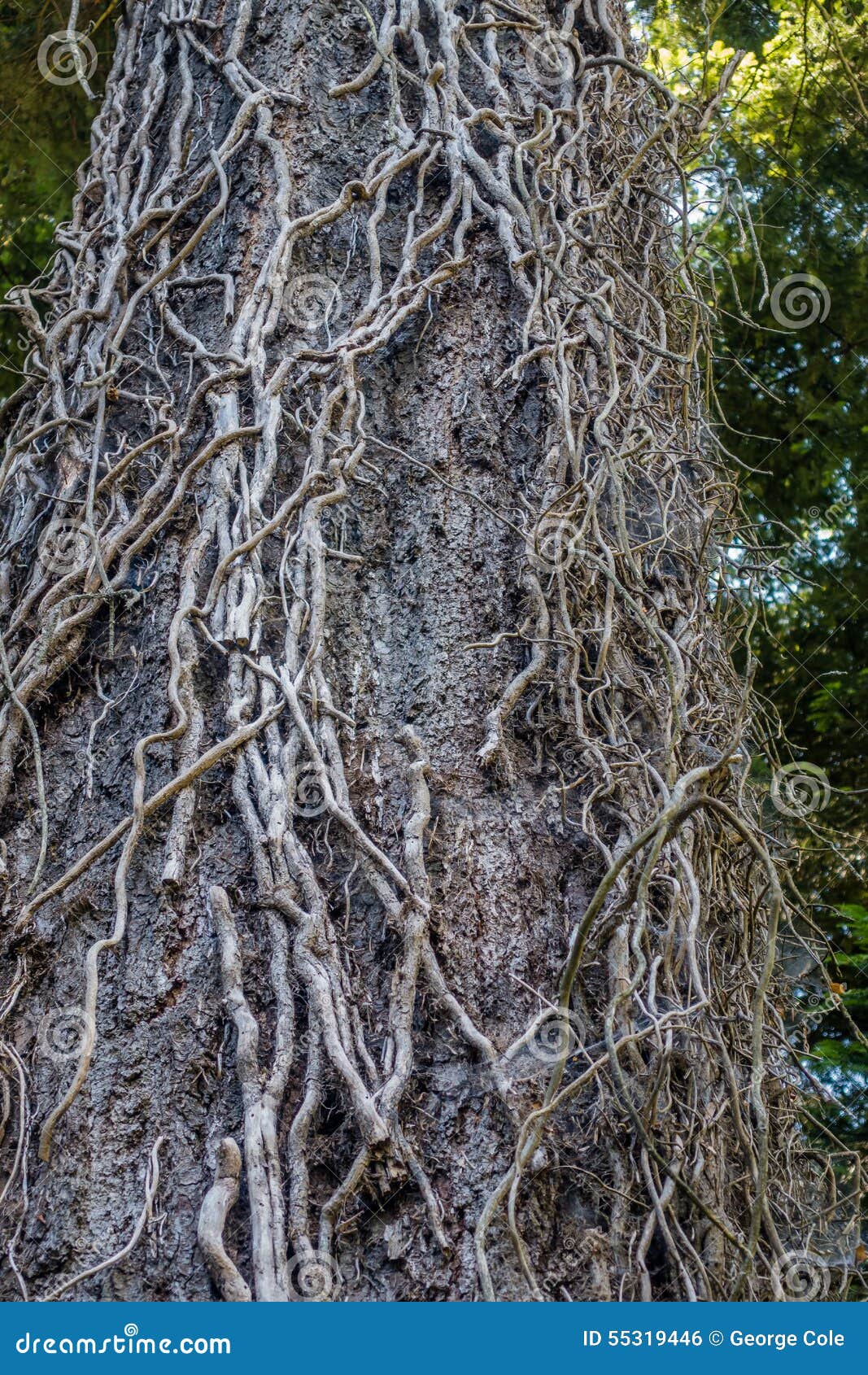 Dead Vines on Tree stock photo. Image of closeup, park - 55319446
