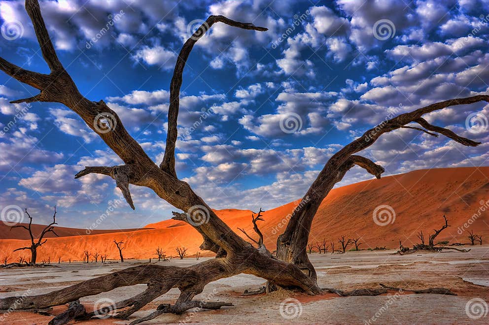 Dead Vlei stock image. Image of remains, close, namibia - 25559659