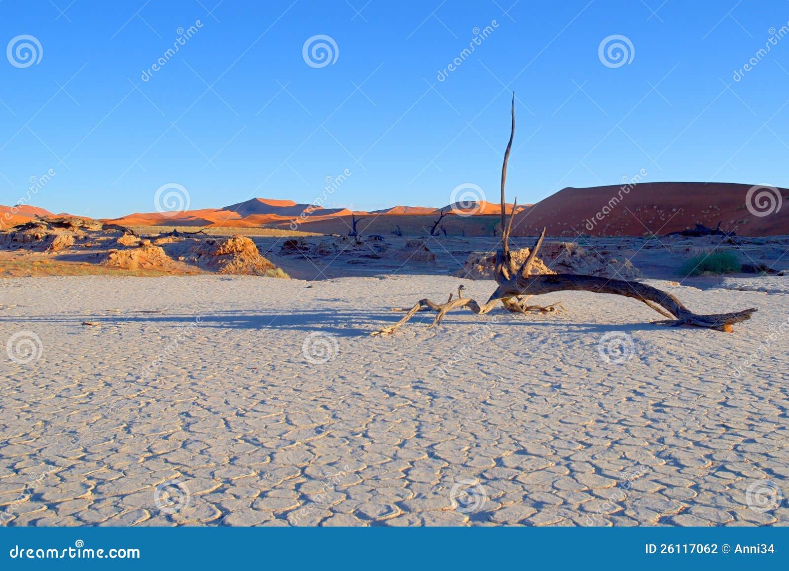 Dead vlei stock photo. Image of wood, vlei, structure - 26117062