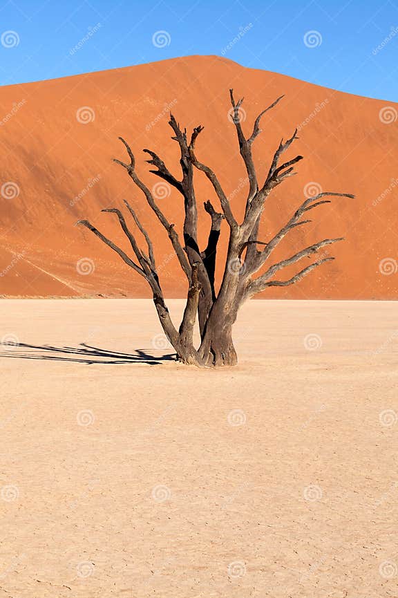 Dead vlei tree in Namibia stock photo. Image of vlei - 30815756