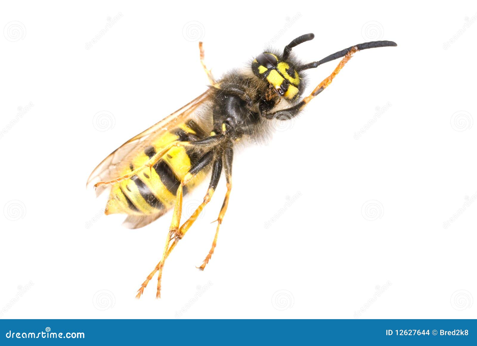 Dead wasp stock photo. Image of sting, stinger, creature - 12627644