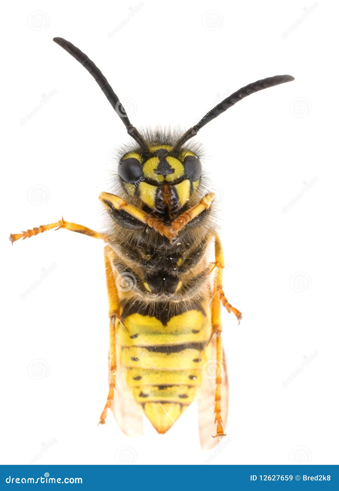 Dead wasp stock image. Image of wildlife, stinging, creature - 12627659