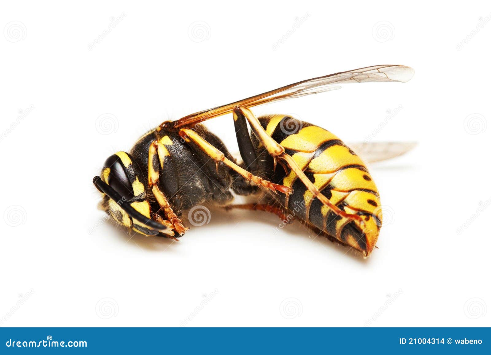 Dead wasp stock photo. Image of nature, antenna, cadaver - 21004314
