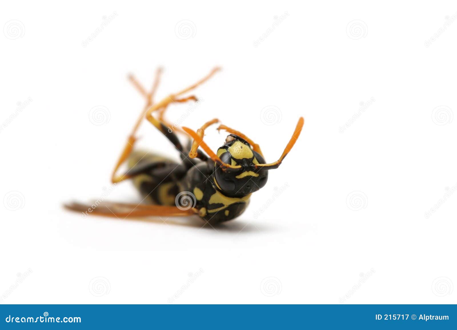 Dead Wasp Royalty-Free Stock Photography | CartoonDealer.com #215717
