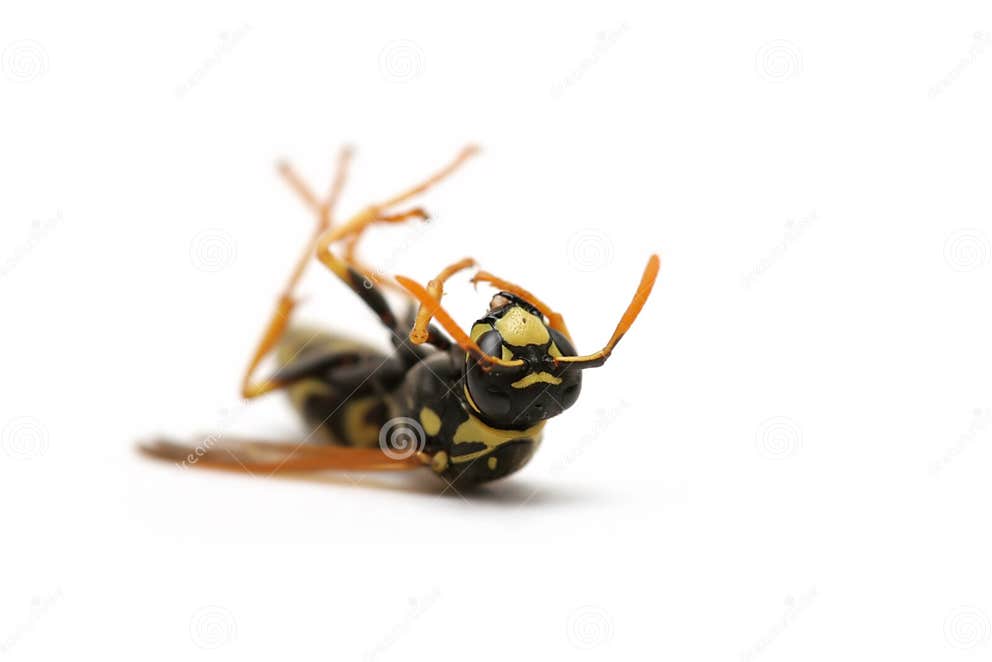 Dead wasp stock image. Image of details, close, isolated - 215717