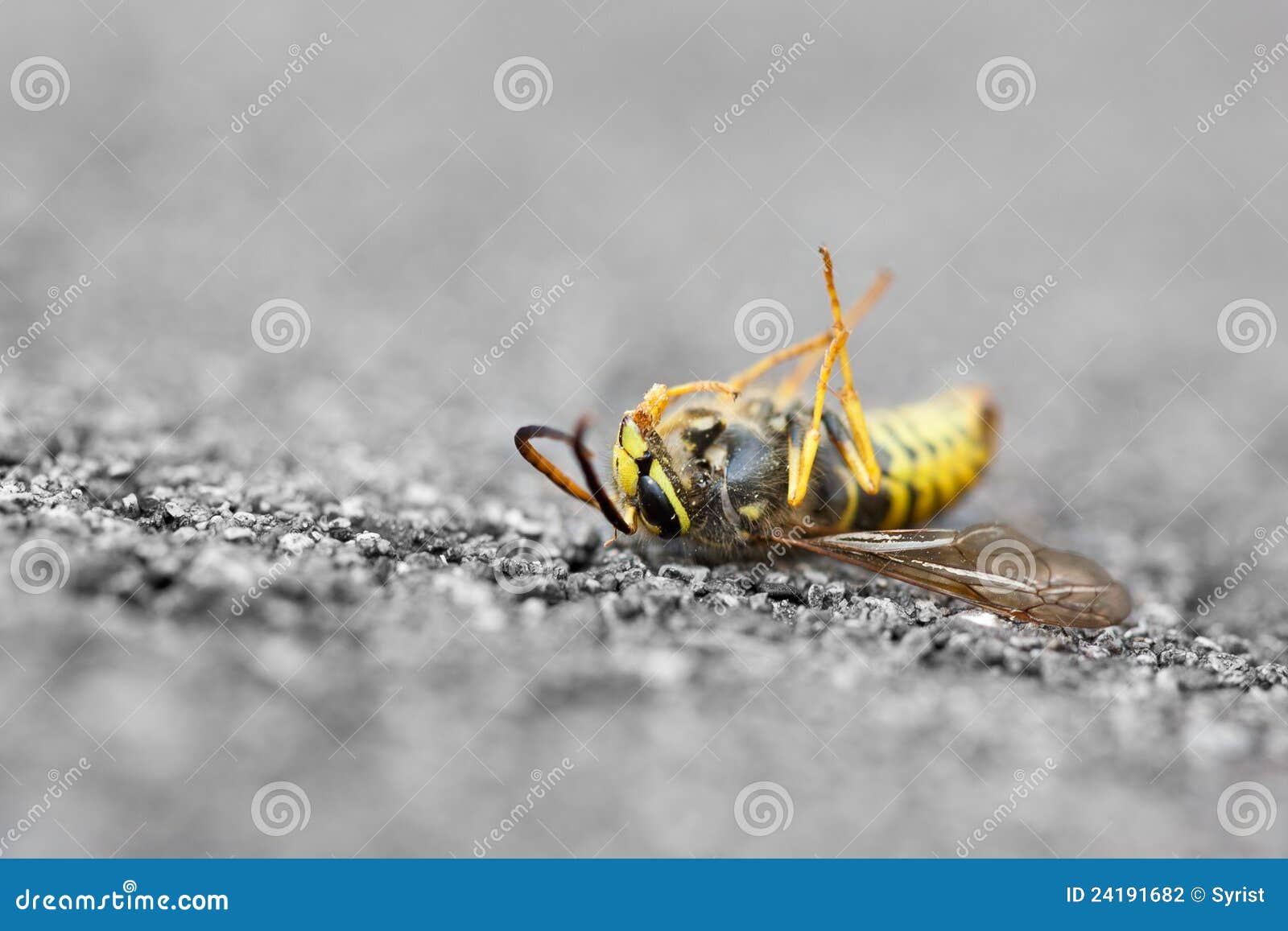 Dead Wasp stock photo. Image of laying, flying, dead - 24191682