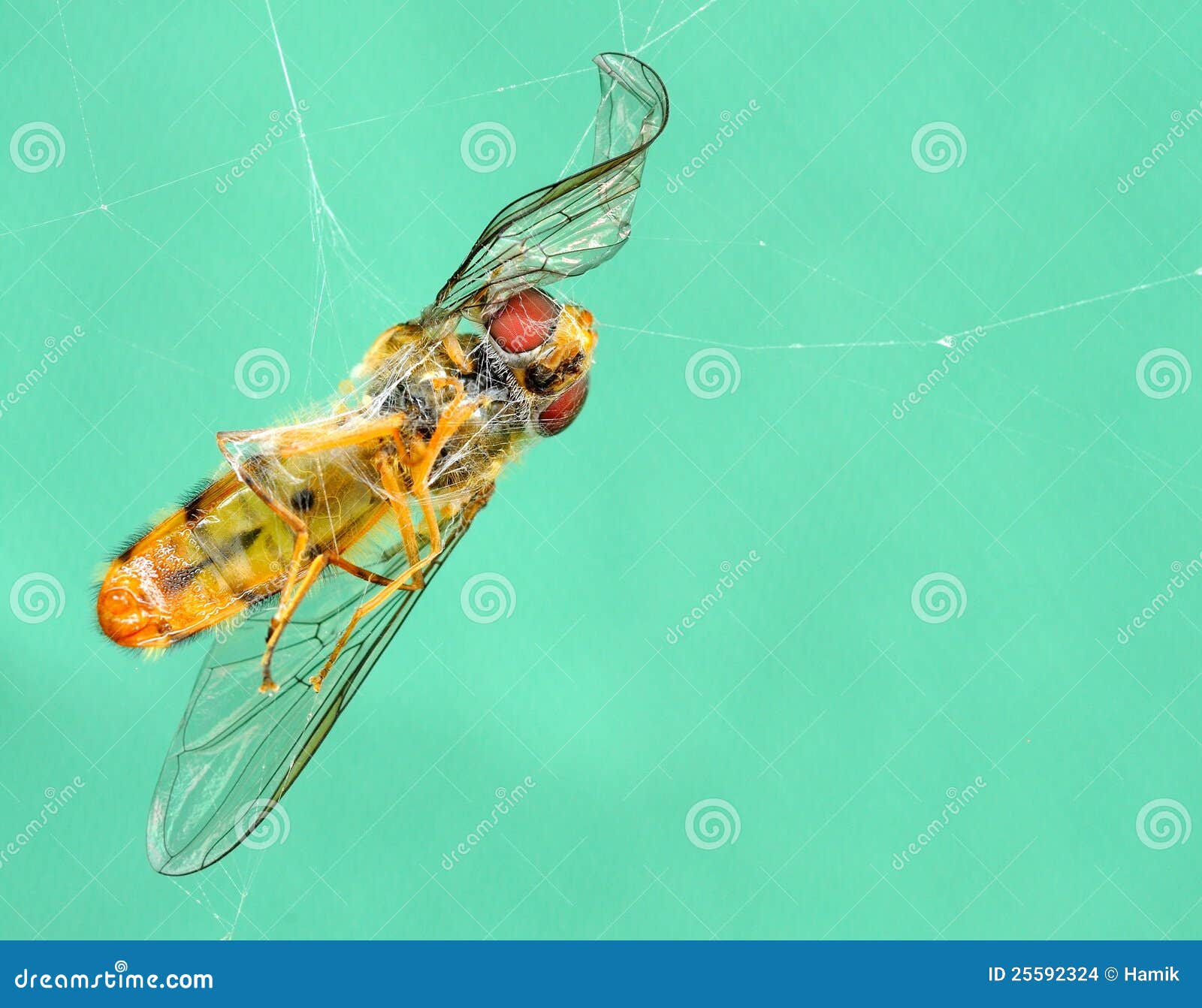 Dead wasp stock photo. Image of wasp, creature, prey - 25592324