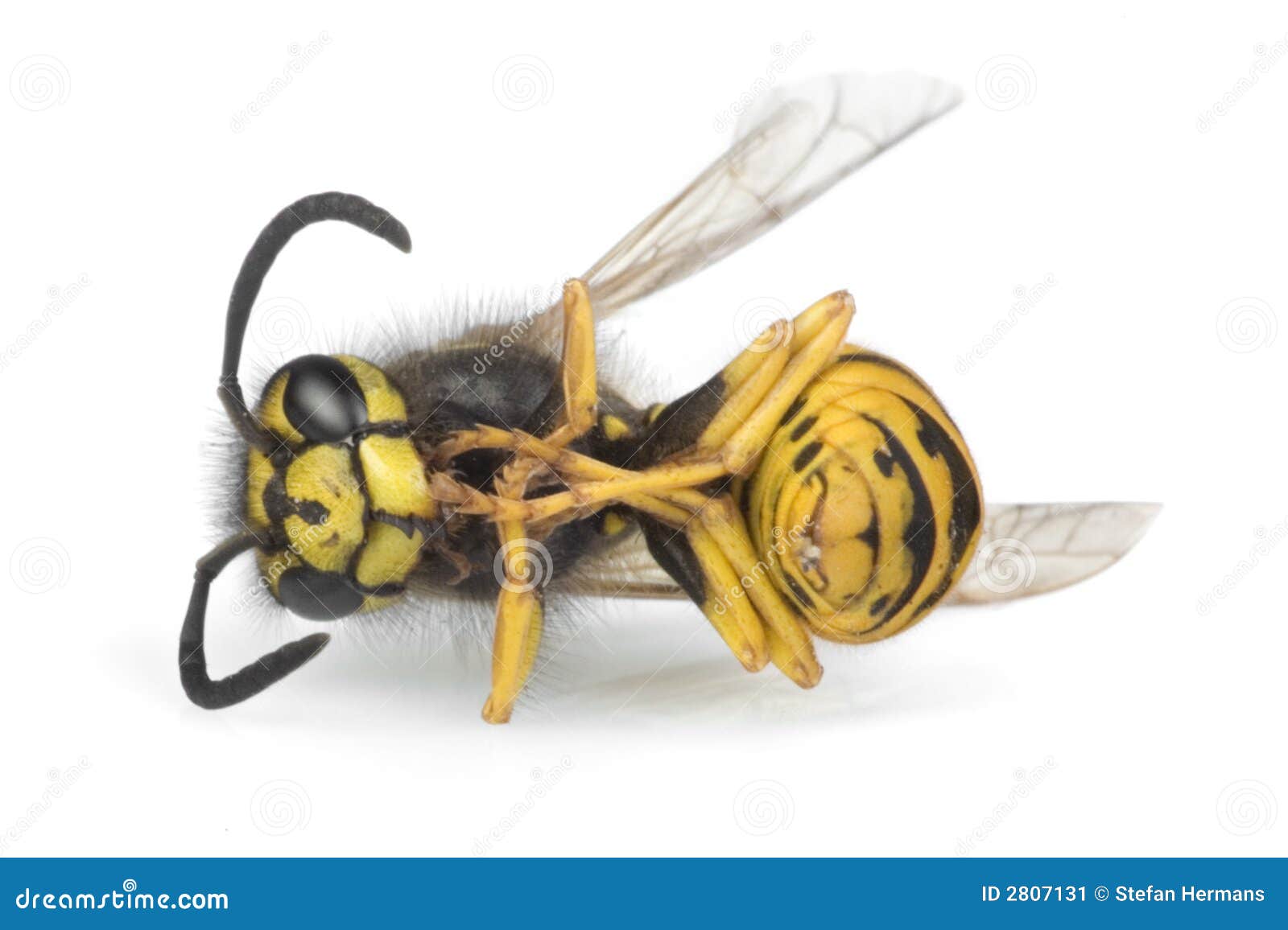 Dead wasp stock image. Image of isolated, studio, white - 2807131