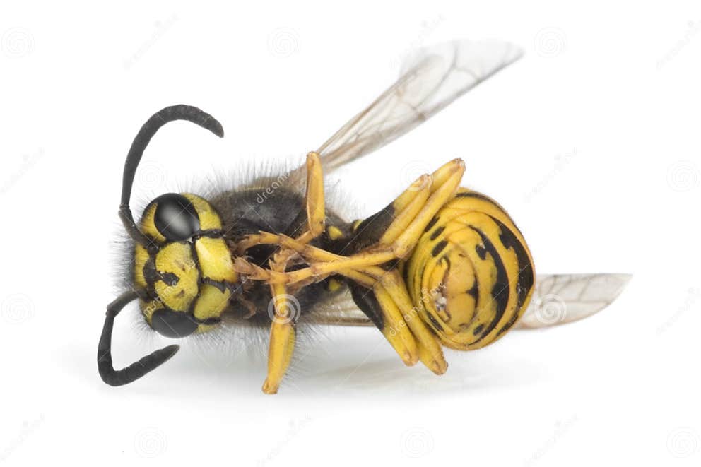 Dead wasp stock image. Image of isolated, studio, white - 2807131