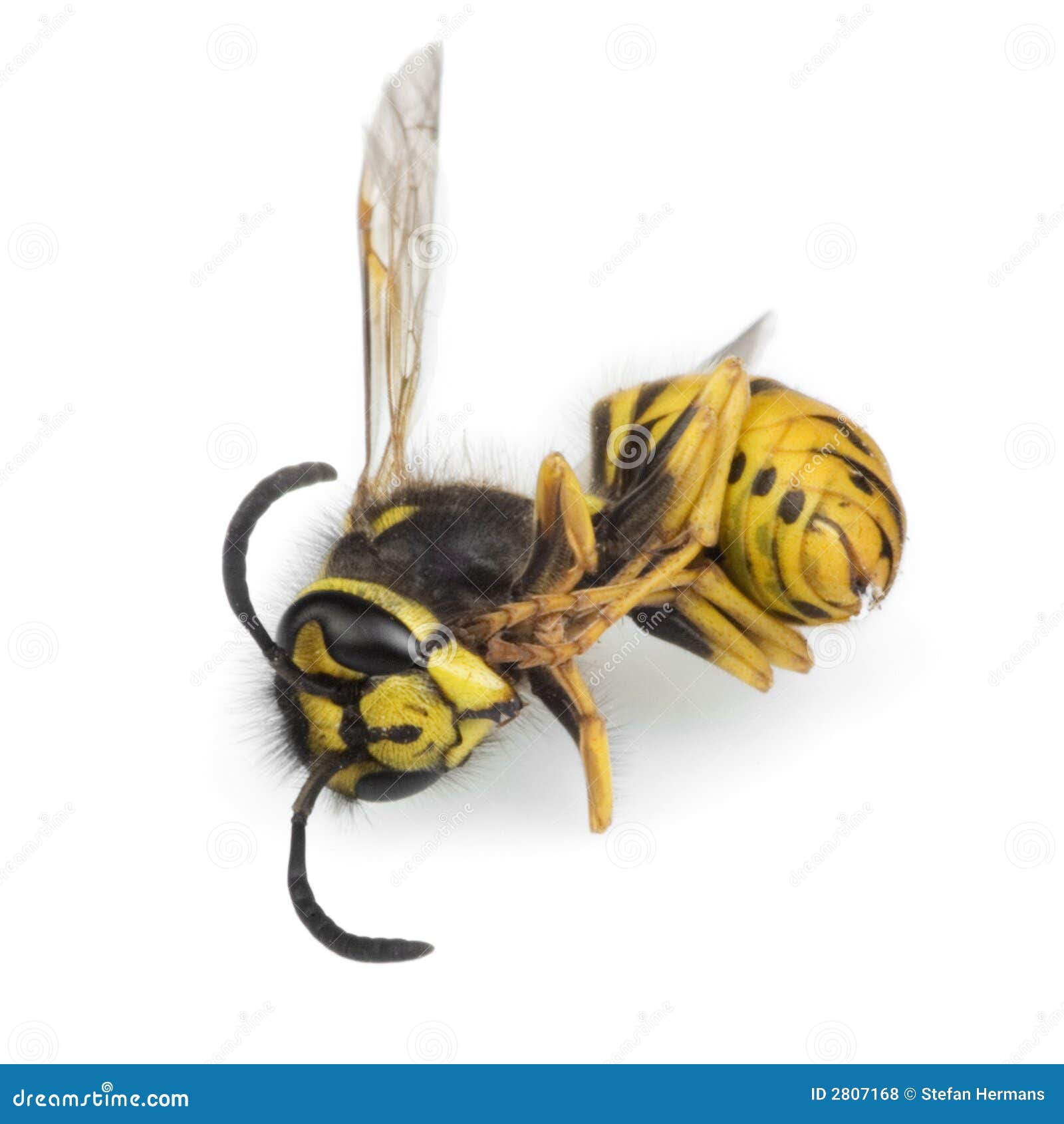 Dead Wasp Royalty-Free Stock Photography | CartoonDealer.com #215717