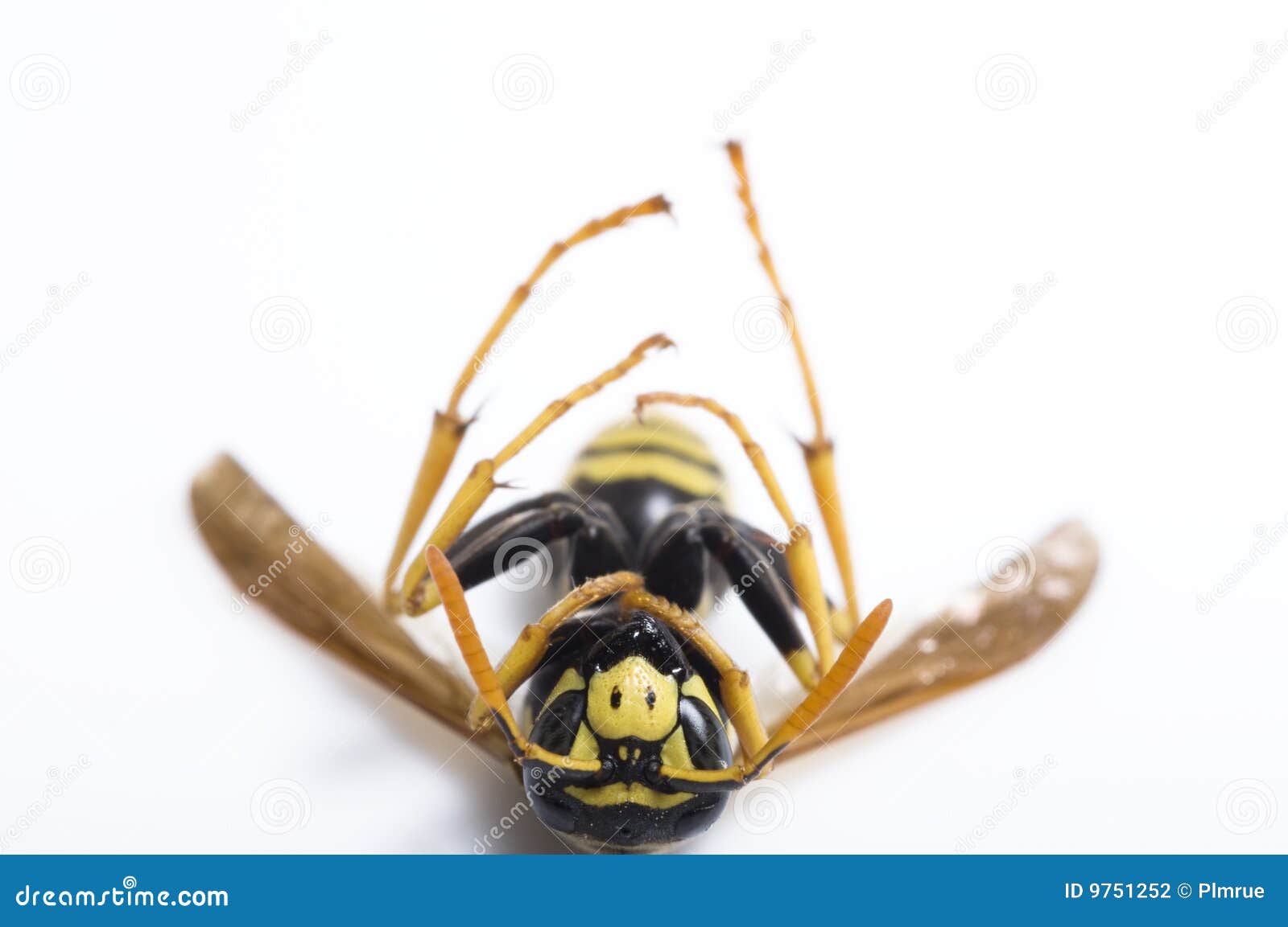 Dead Wasp Royalty-Free Stock Photography | CartoonDealer.com #215717