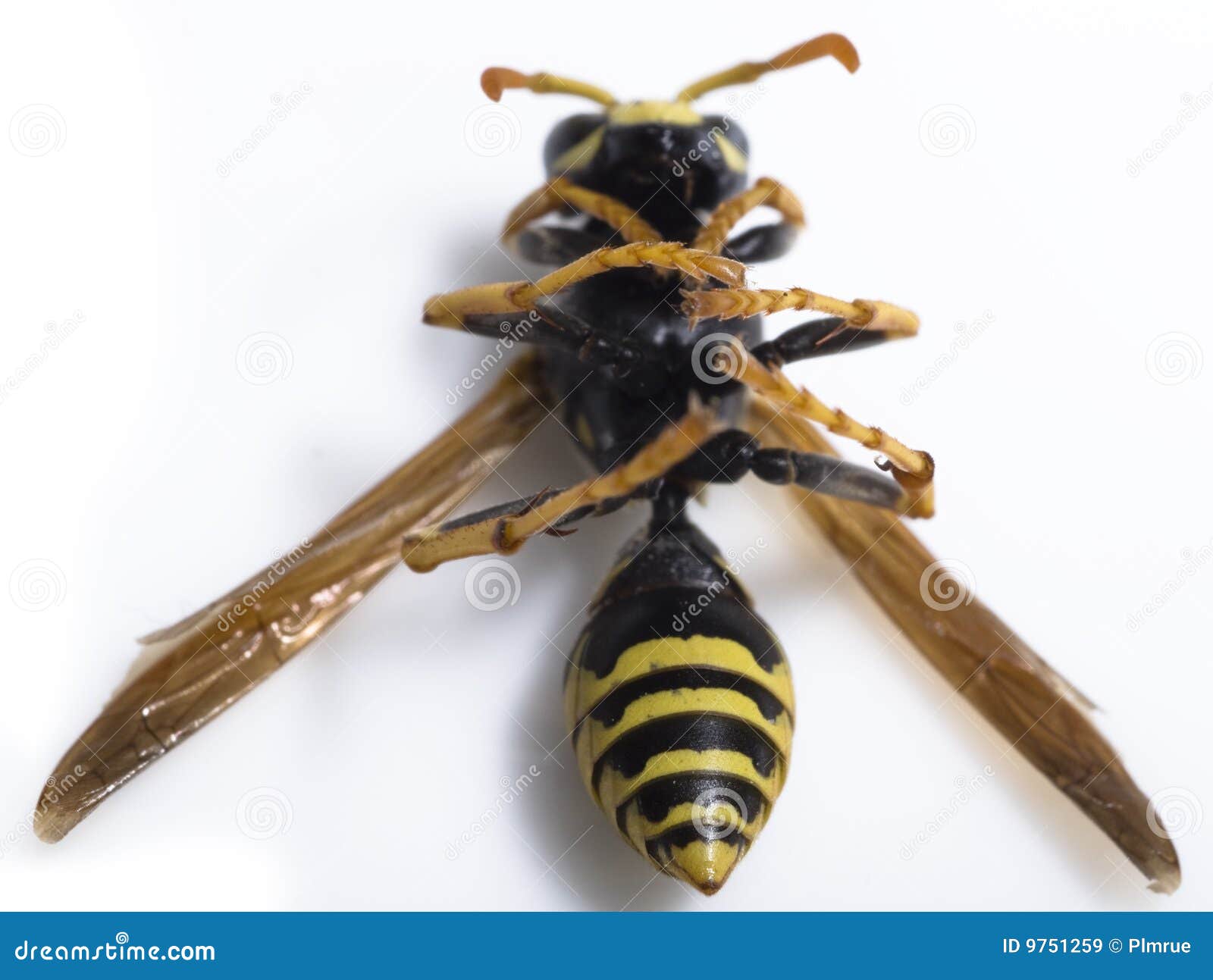 Dead Wasp Royalty-Free Stock Photography | CartoonDealer.com #215717