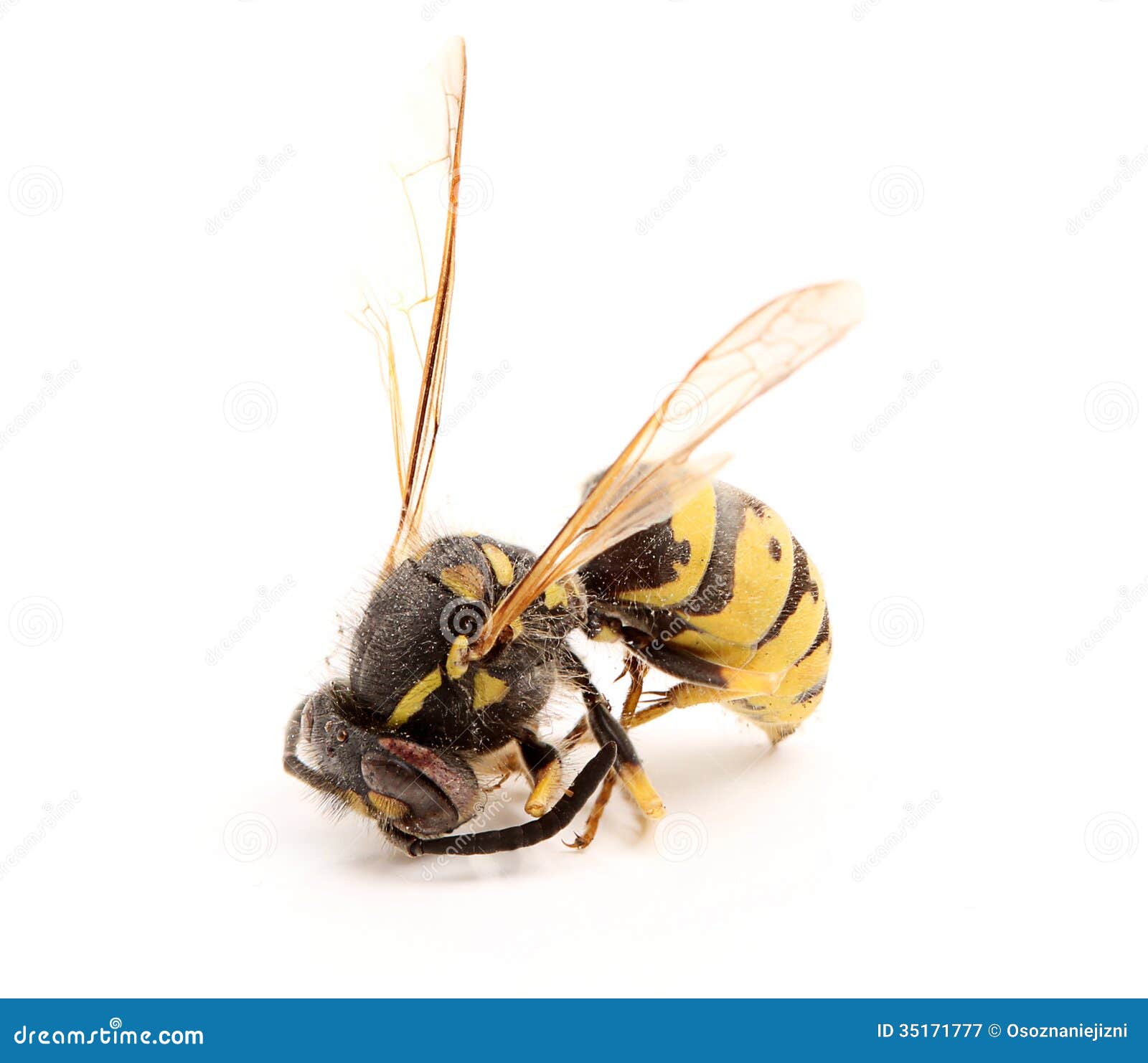 Dead wasp close-up. stock image. Image of single, body - 35171777