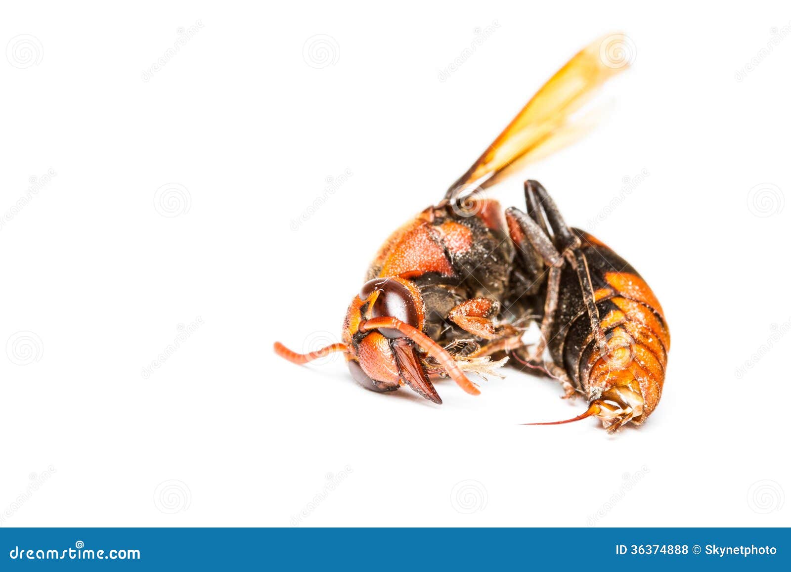 Isolated of dead wasp stock photo. Image of elegant, reaction - 36374888