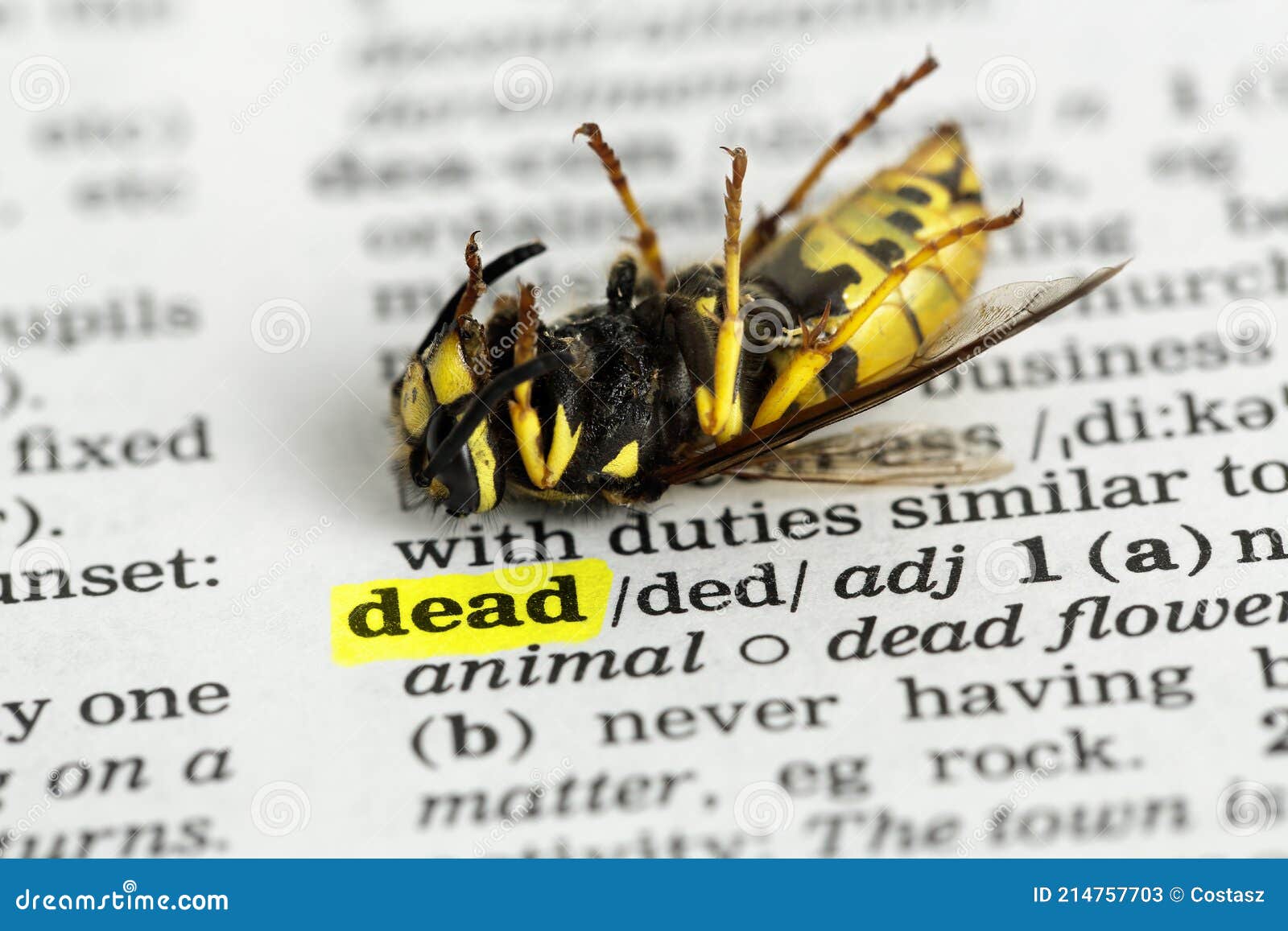 Dead Wasp Royalty-Free Stock Photography | CartoonDealer.com #215717