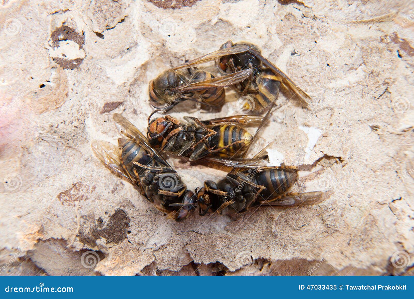 Dead wasp stock image. Image of abdomen, jacket, poisonous - 47033435