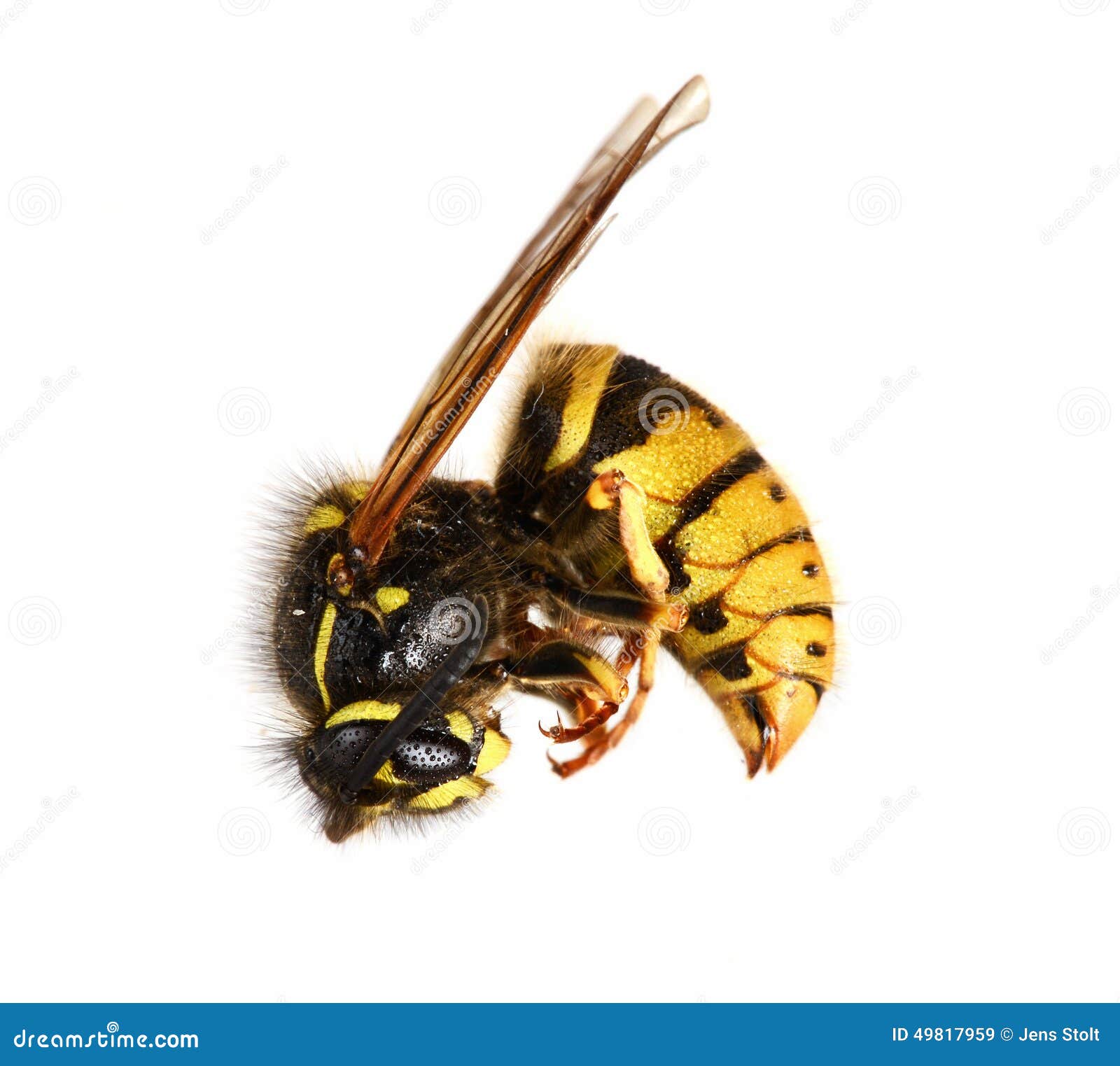 Dead Wasp. stock image. Image of wasps, sting, bees, yellow - 49817959