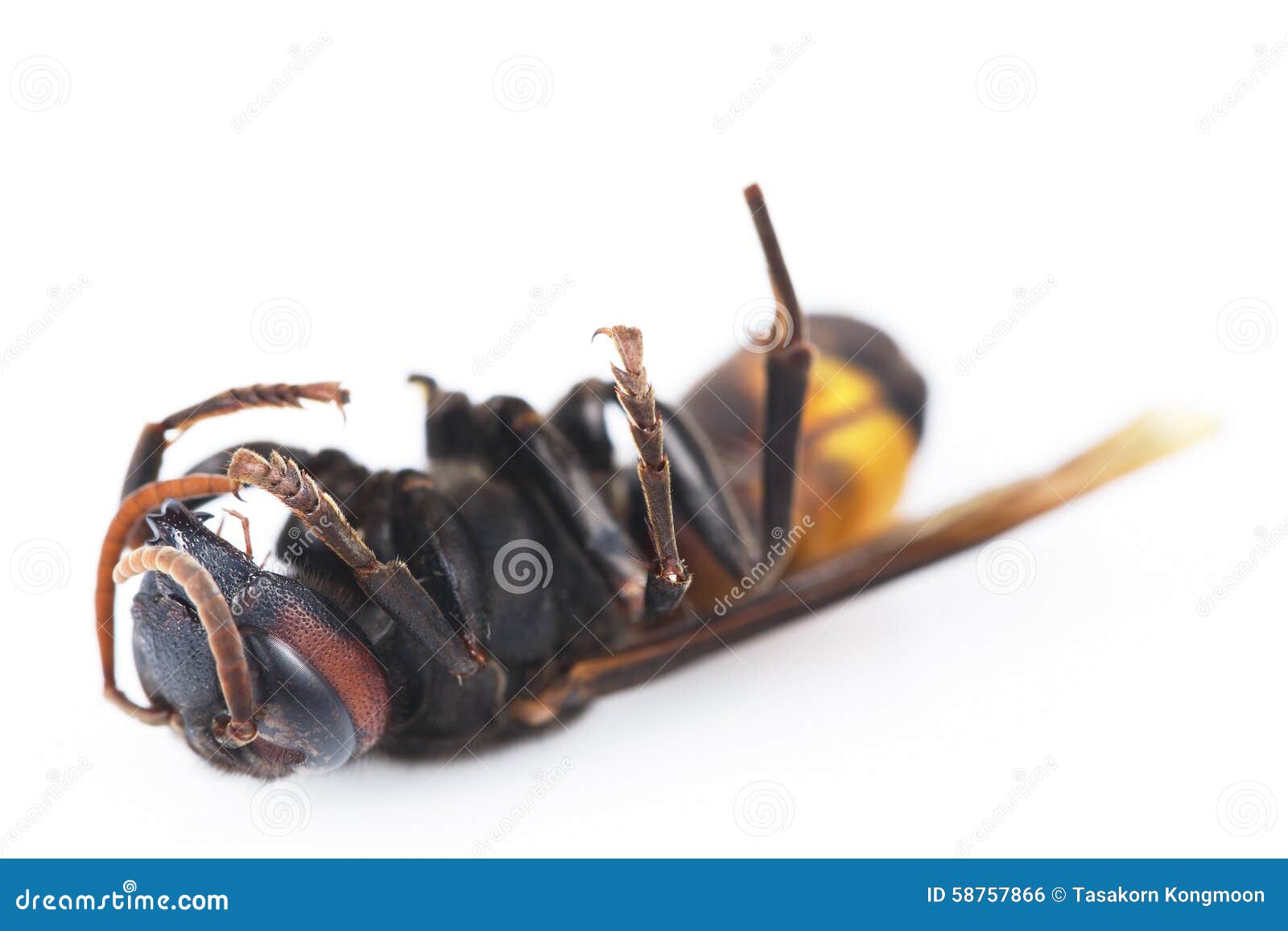 Dead Wasp Isolated on a White Stock Photo - Image of animal, body: 58757866