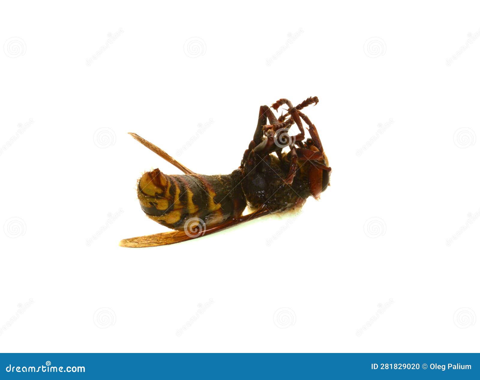 Dead Wasp Isolated on White Background Stock Photo - Image of honey ...