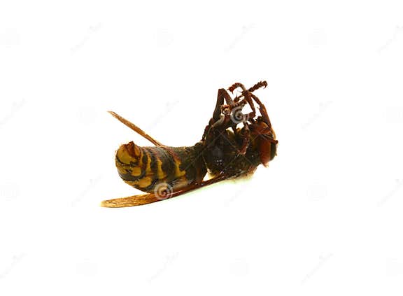 Dead Wasp Isolated on White Background Stock Photo - Image of honey ...