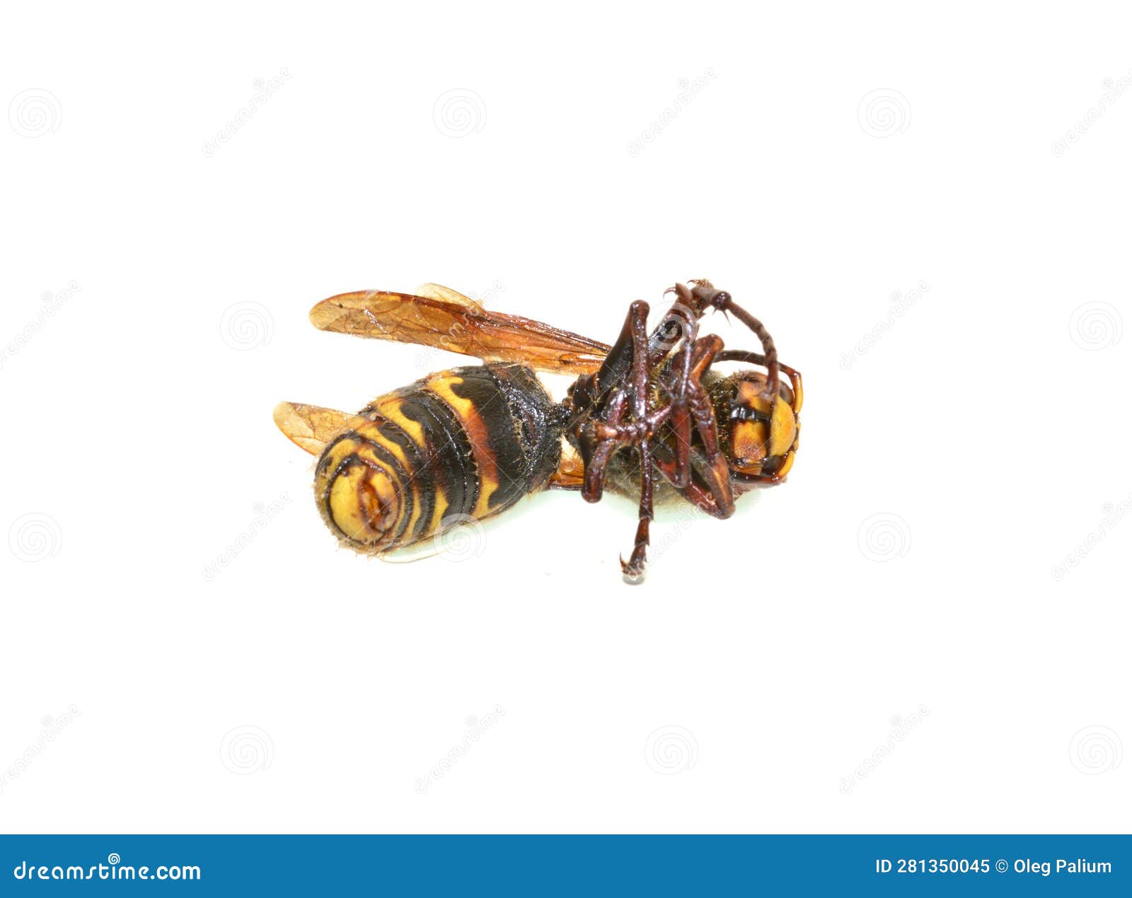 Dead Wasp Isolated on White Background Stock Image - Image of animal ...