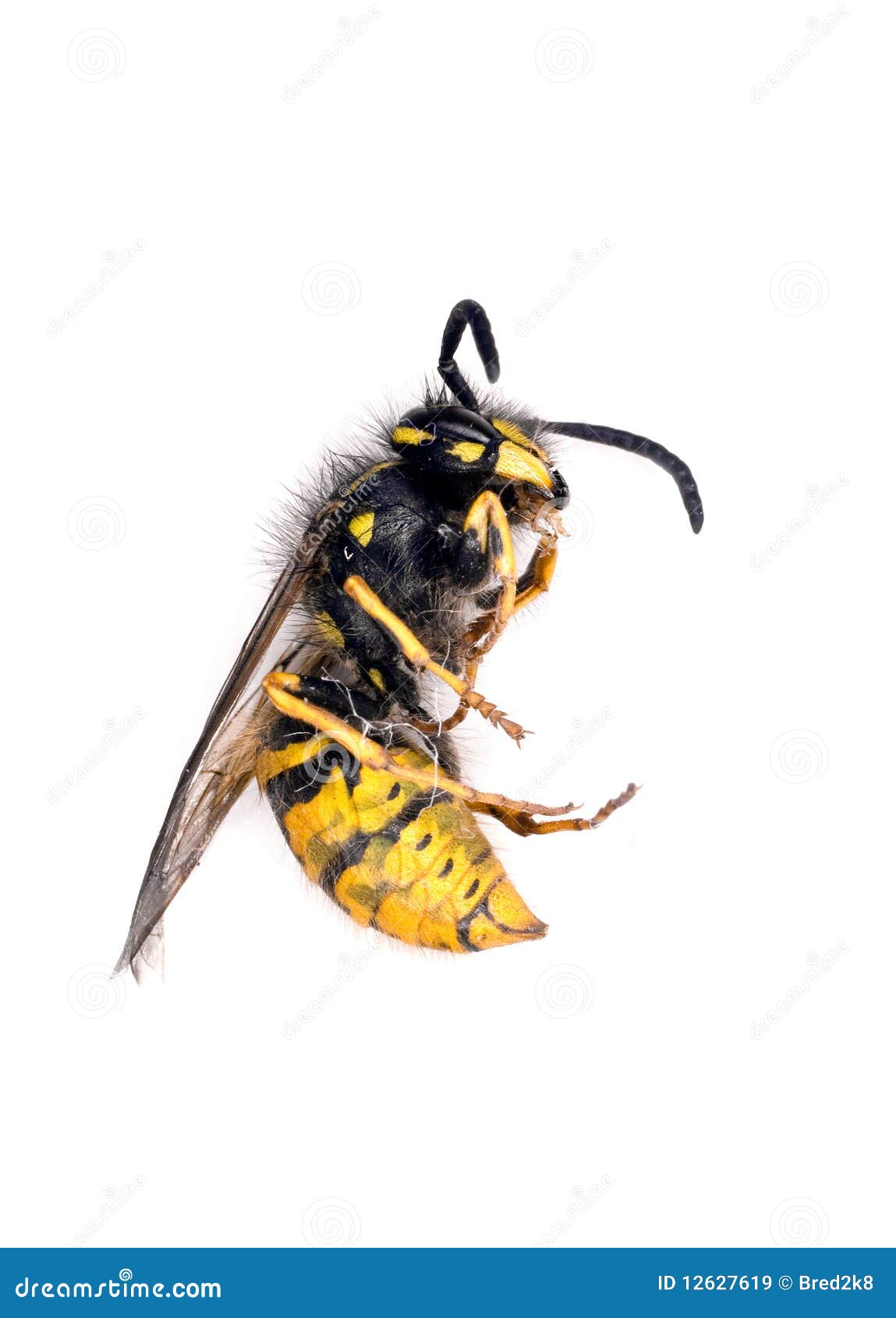Dead Wasp Killed by Wasp Spray Stock Image - Image of killed, death ...