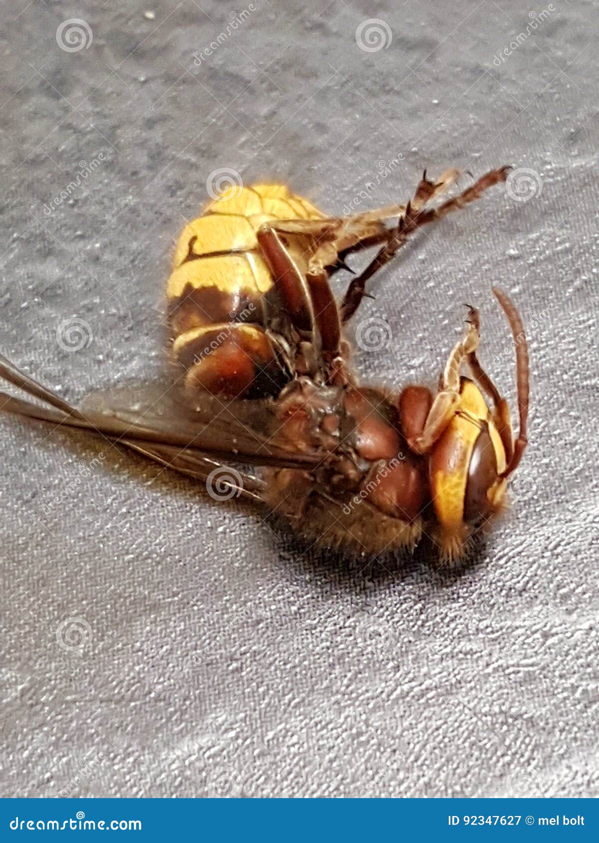 Dead Wasp Up Close Beautiful Yellow Stock Image - Image of wasp, close ...