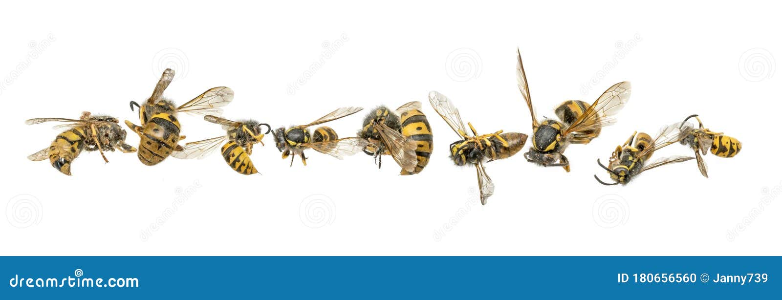 Dead Wasps are Lying Curled Up in Front of a White Background Stock ...