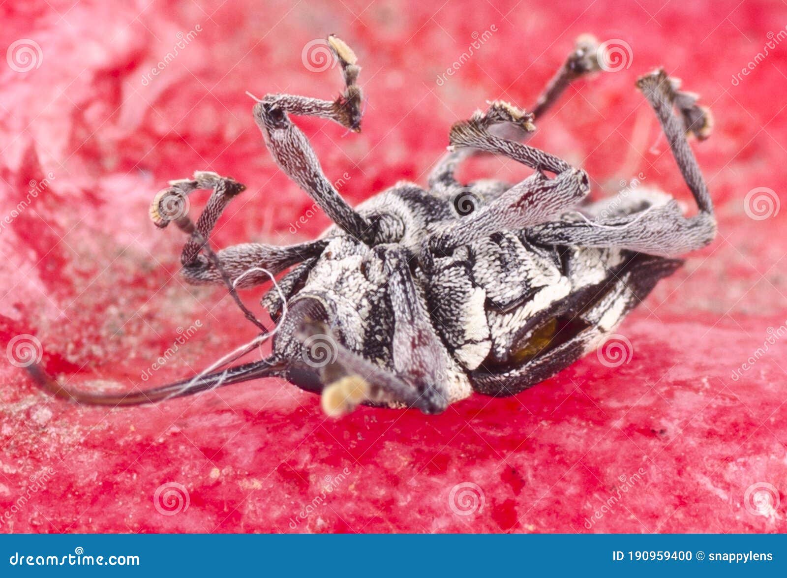 A dead weevil bug stock photo. Image of upside, bite - 190959400