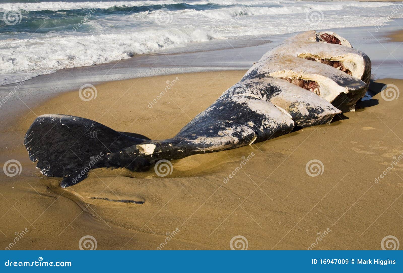 Dead whale stock image. Image of endangered, wounded - 16947009