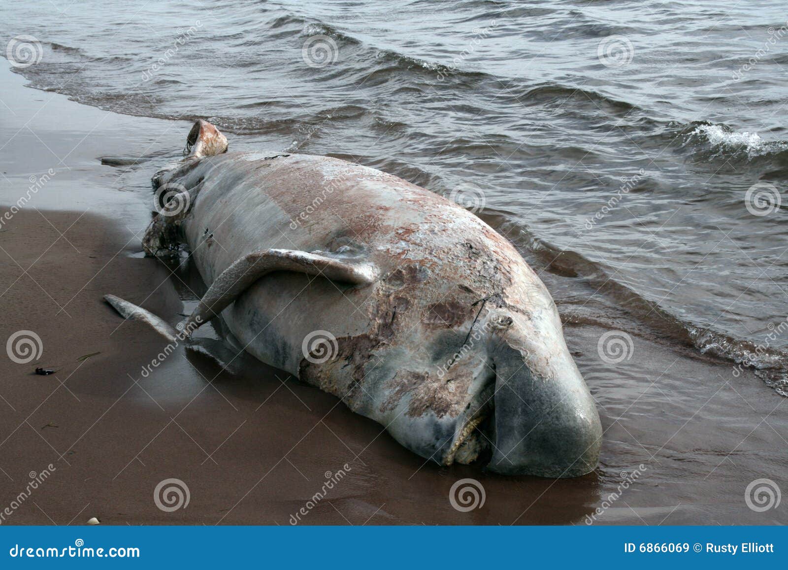 Dead whale stock image. Image of whale, beach, rotting - 6866069