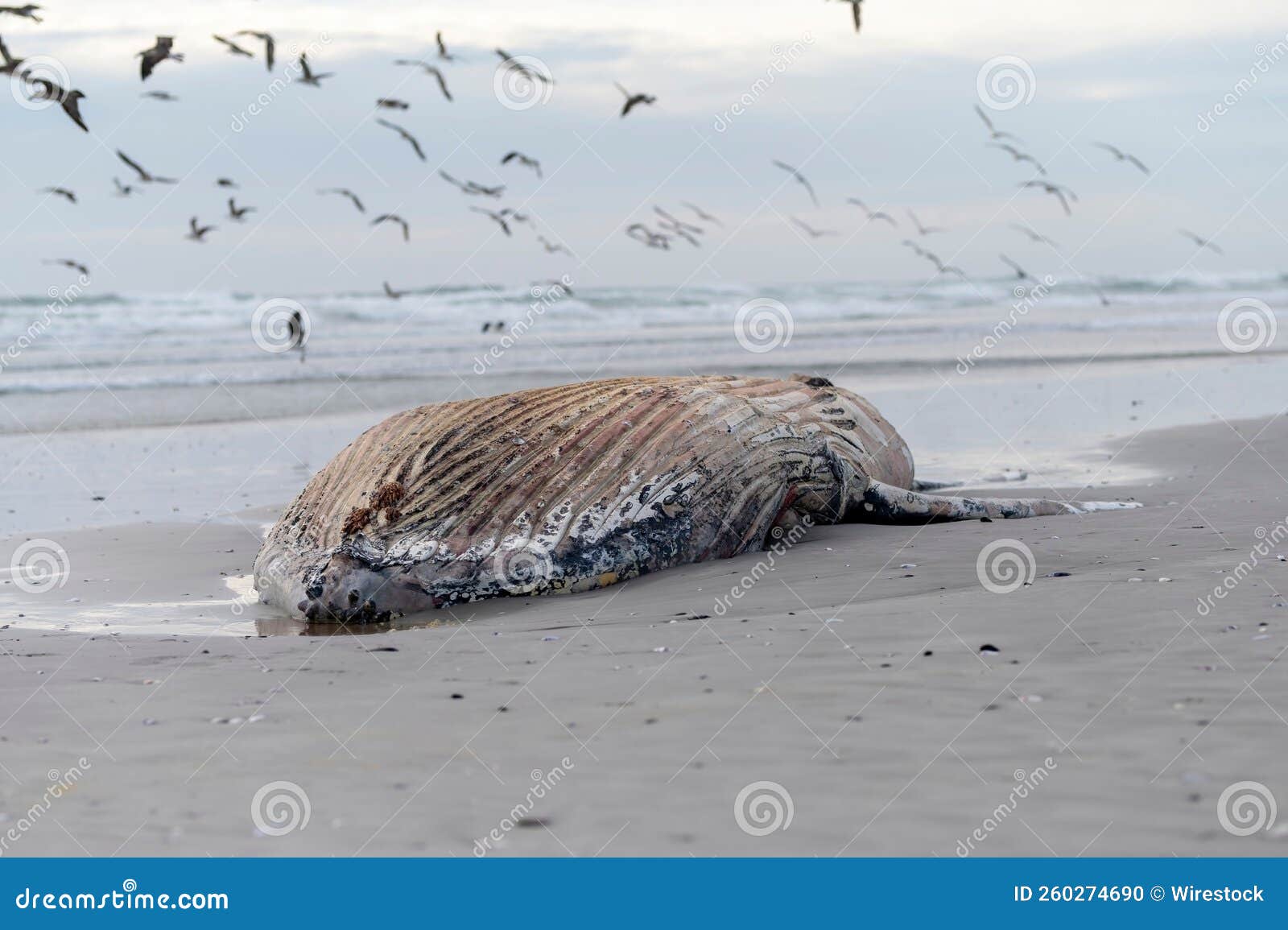 Dead Whale in the Beach and Birds Flying Around Stock Photo - Image of ...
