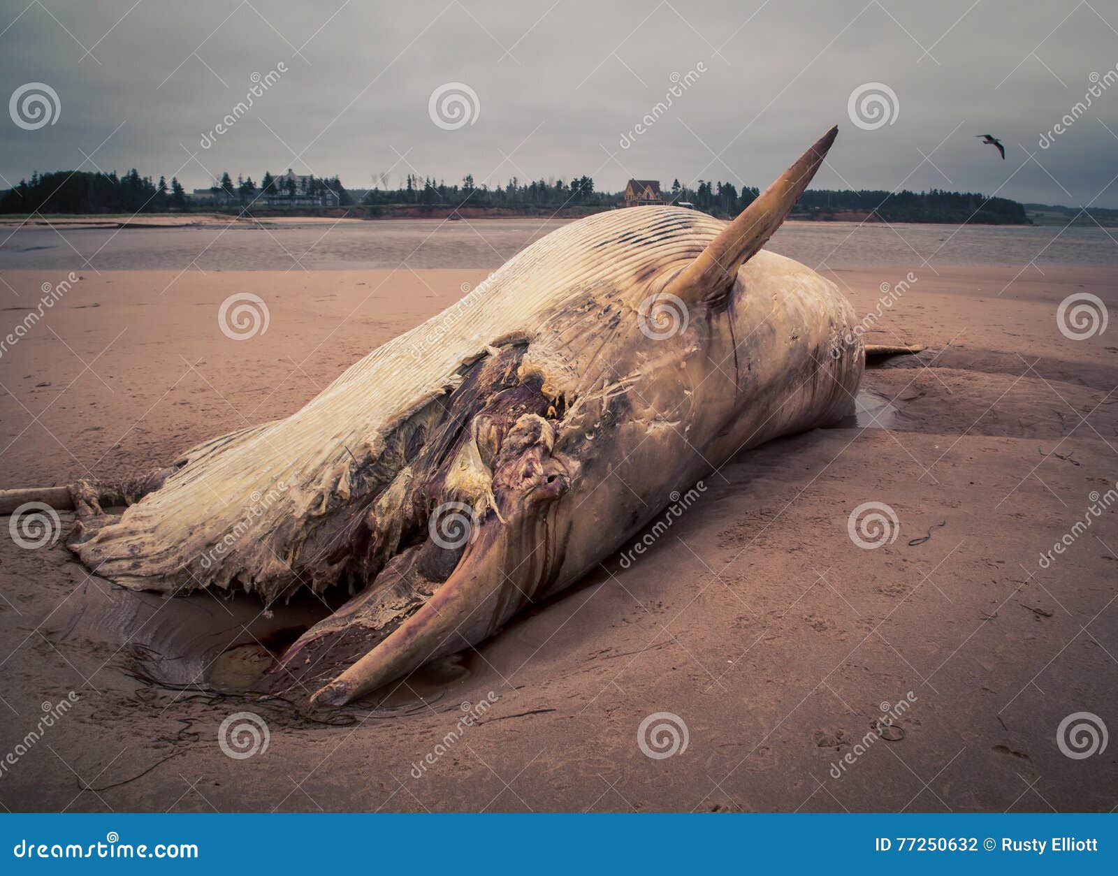 Dead whale stock photo. Image of prince, edward, beach - 77250632