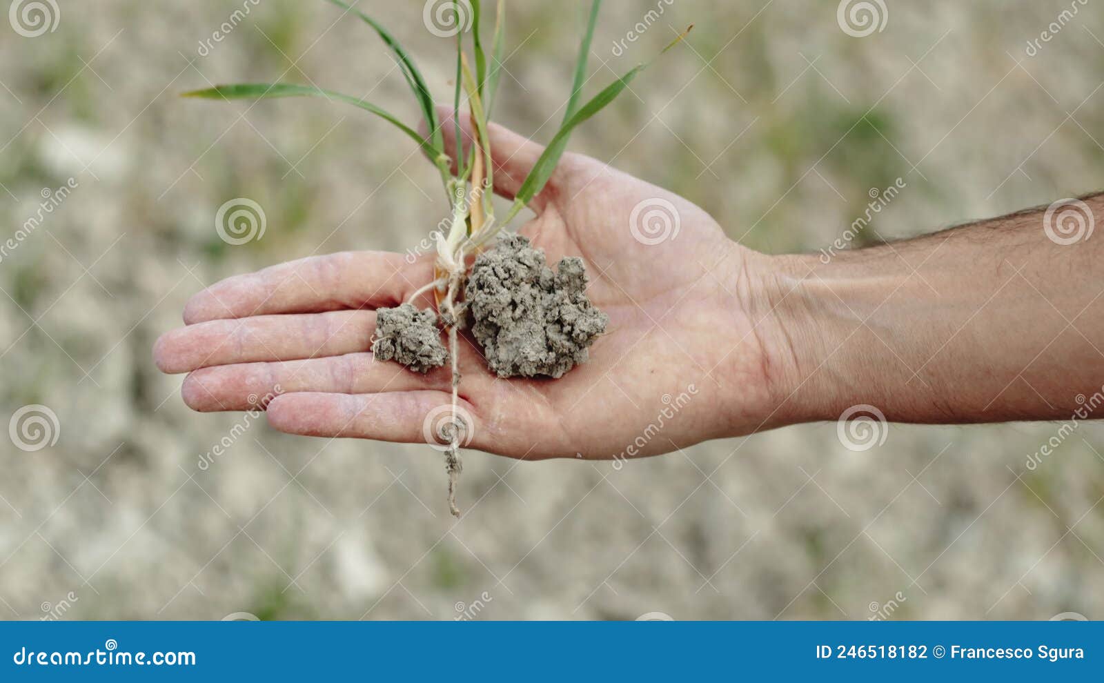 Dead Wheat Plant. Drought and Climate Change Stock Footage - Video of ...