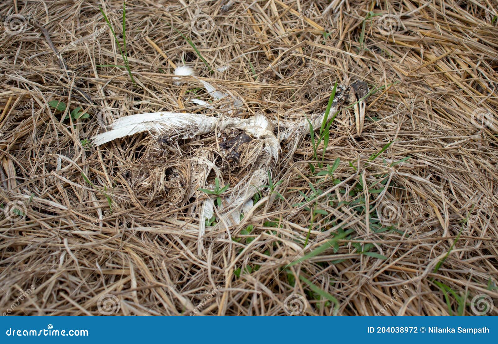 Dead White Cattle Egret Bird`s Corpse Stock Photo - Image of corpse ...