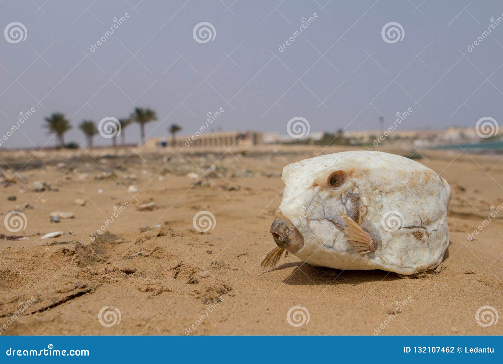Dead White Fugu Fish on the Sand Stock Photo - Image of garbage, marine ...