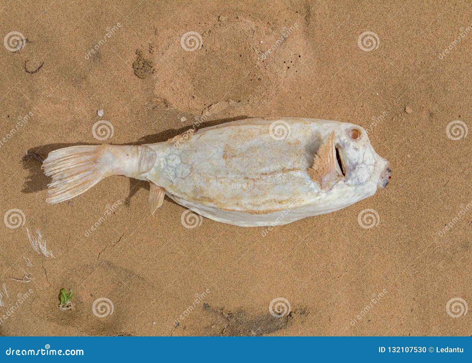 Fish Sand Smelt Swimming Underwater In The Sea Atherina Presbyter Stock ...