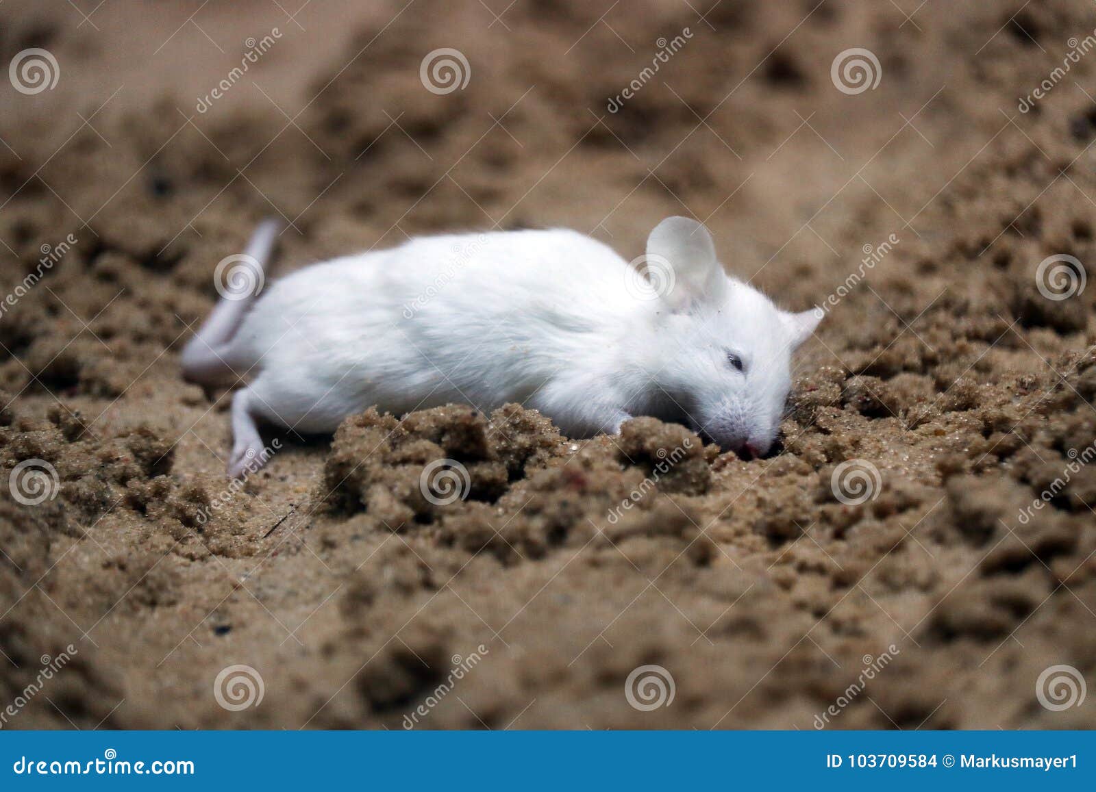 Dead White Mouse Lying on the Side on a Sandy Ground Stock Photo ...