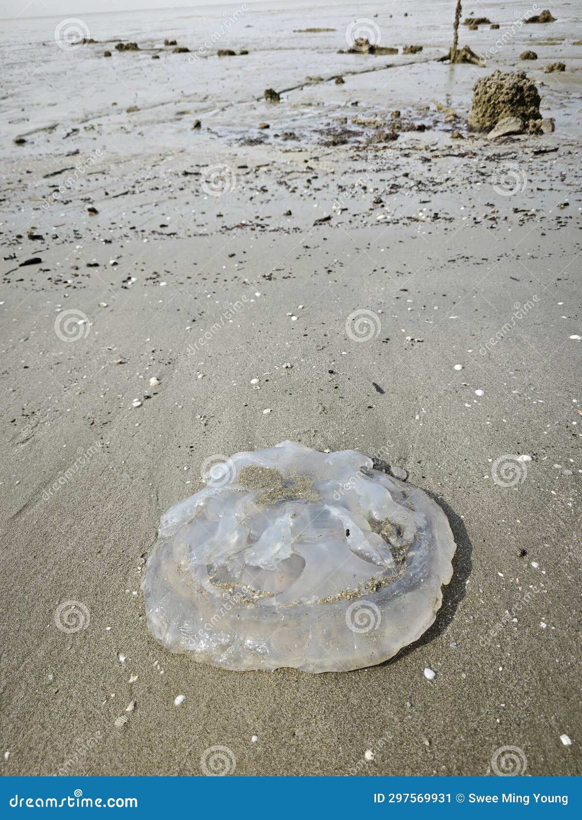 Dead White Translucent Jelly Fish on the Beach. Stock Image - Image of ...