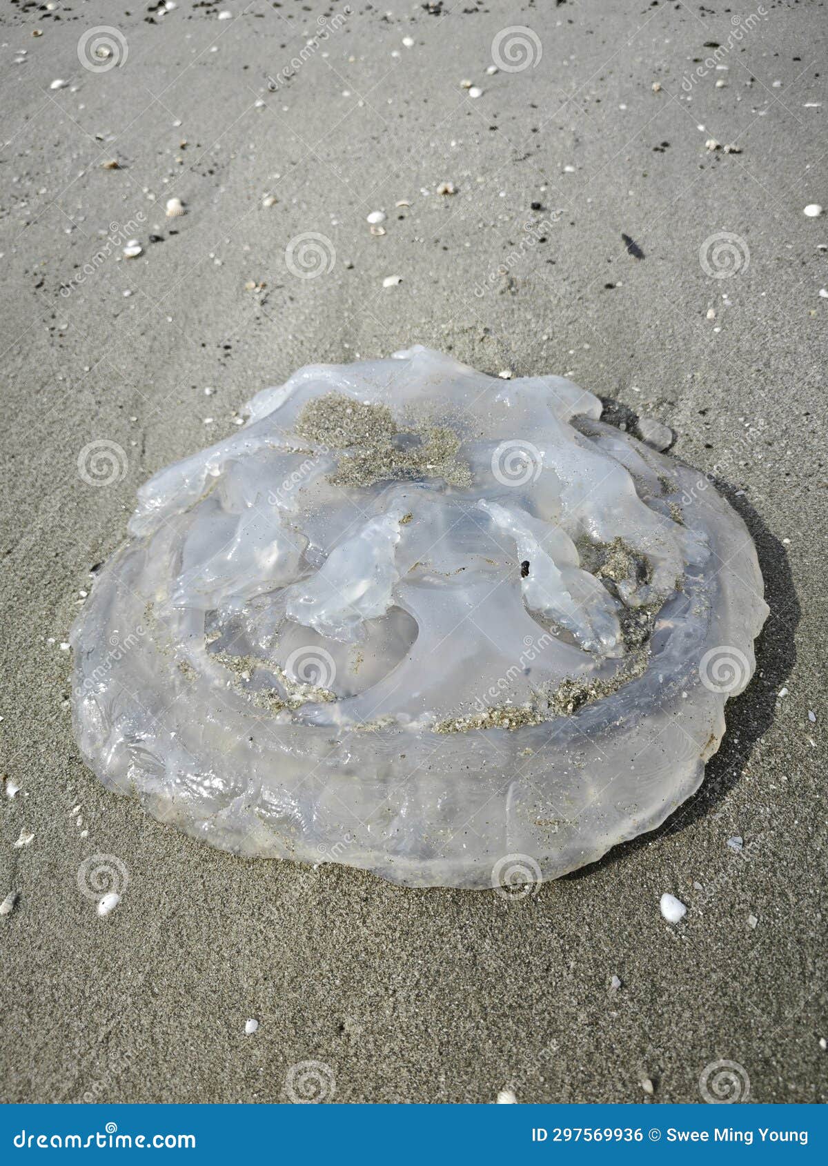 Dead White Translucent Jelly Fish on the Beach. Stock Photo - Image of ...