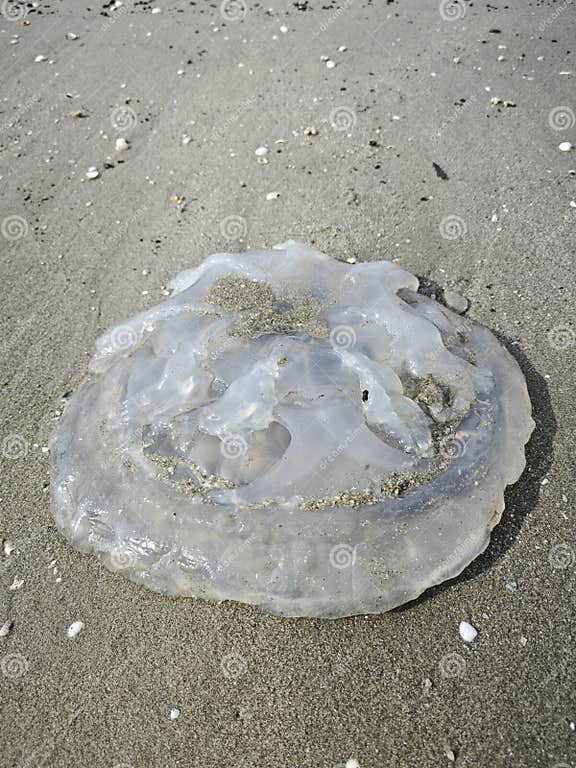 Dead White Translucent Jelly Fish on the Beach. Stock Photo - Image of ...