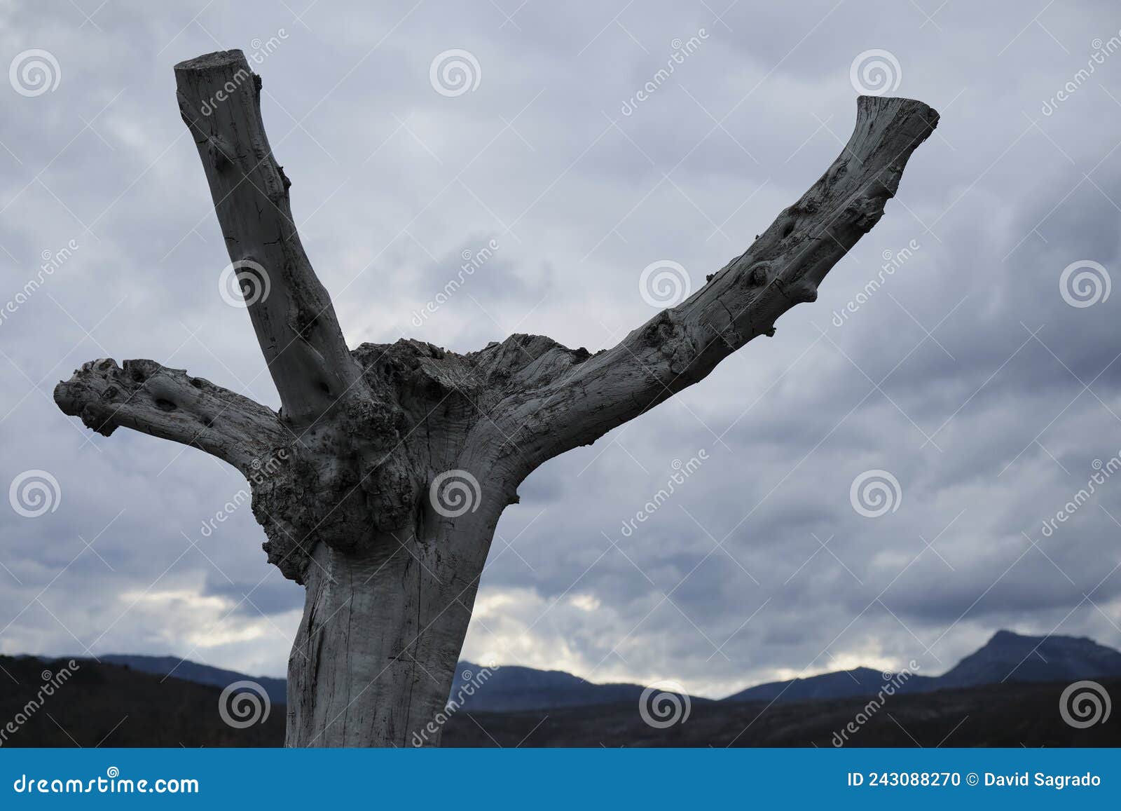 Dead white tree stock photo. Image of tree, abstract - 243088270