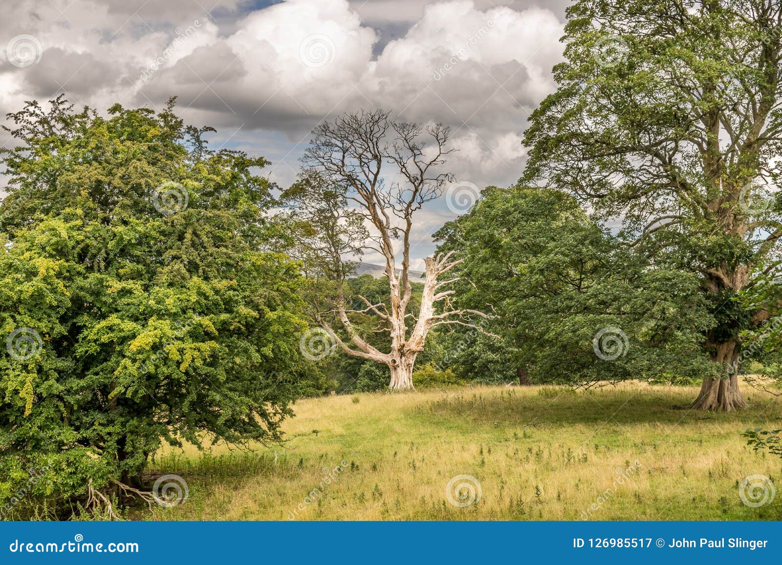 A Dead White Tree in a Field. Stock Image - Image of field, countryside ...